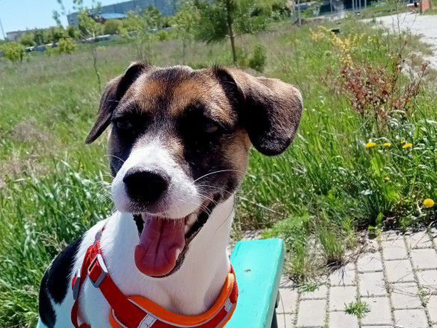 Собака джек рассел терьер