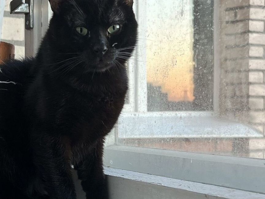 Черный котик Люсьен