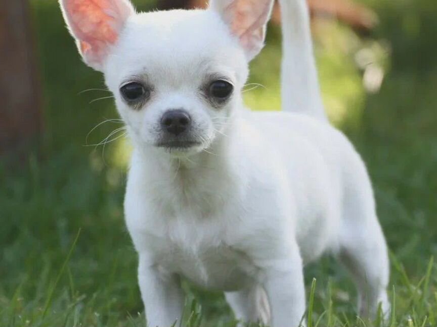 Приобрету собачку