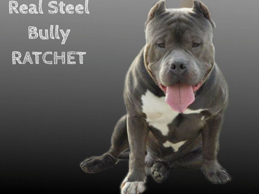 Американский булли classic