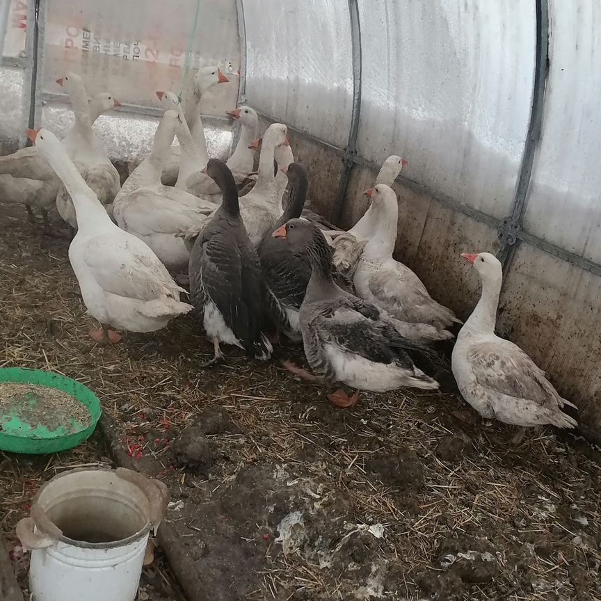 Продам гусей