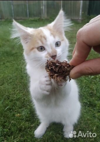 Домашний котенок Пашка 3 месяца в дар