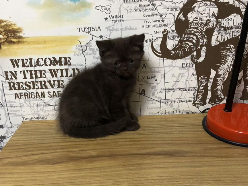 Очаровательные котята