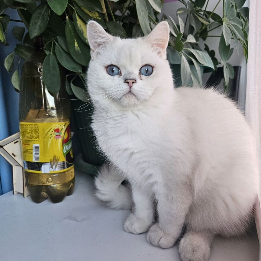 Шотландский прямоухий короткошёрстный котёнок