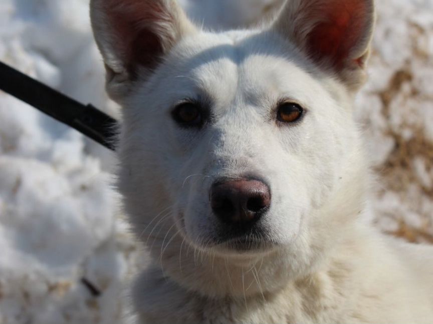 Белоснежное чудо из приюта в поисках хозяина