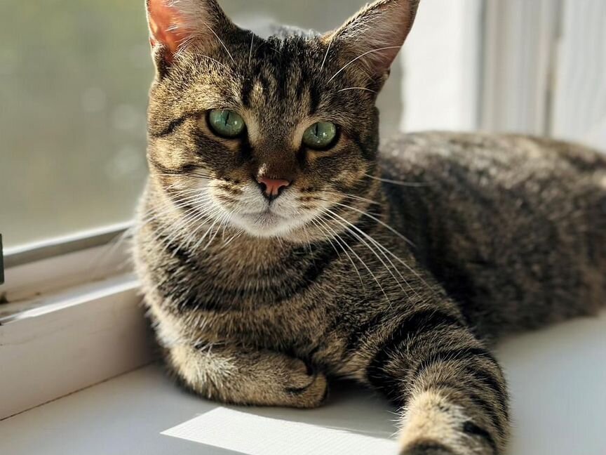 Котик ищет дом