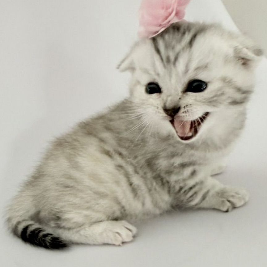 Шотландский вислоухий короткошёрстный котёнок