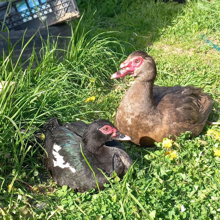 Семья Мускусные утки