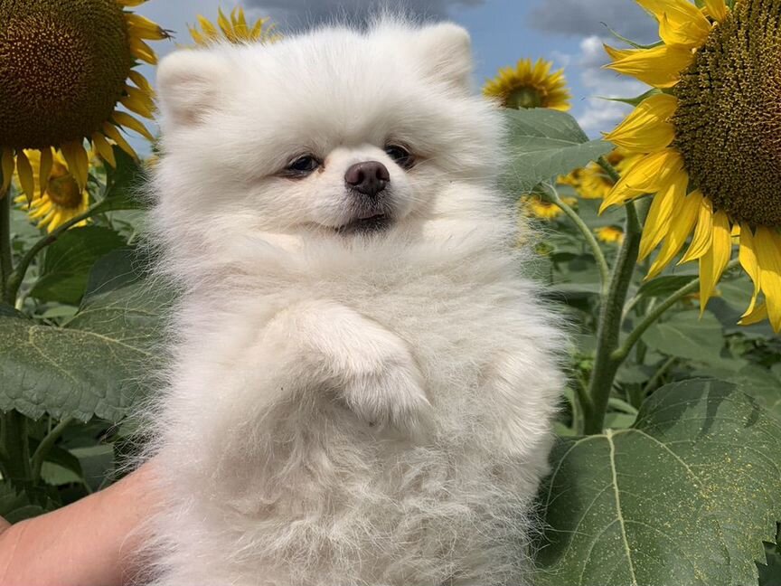 Померанский шпиц вязка