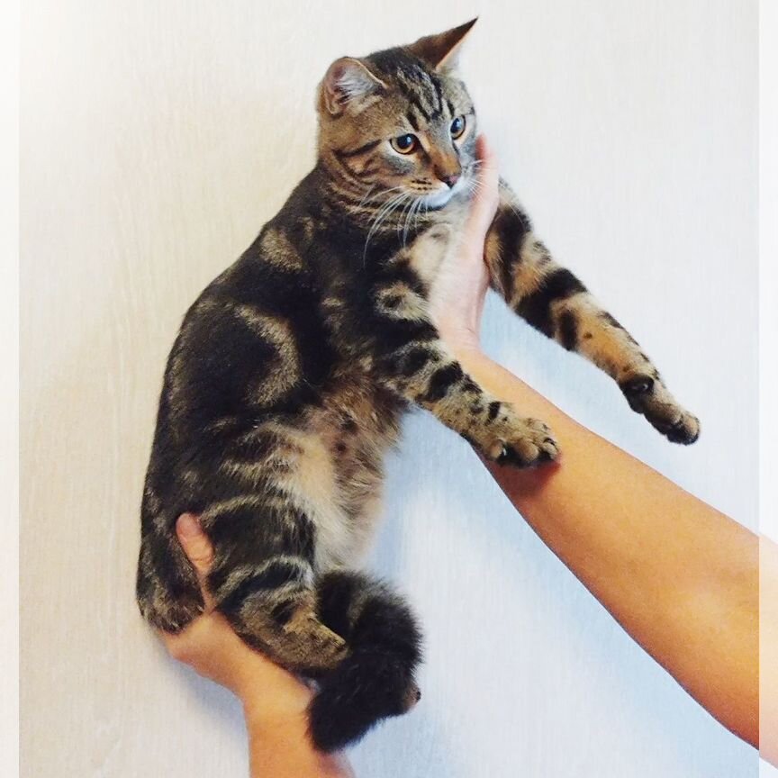 Элитный котенок-подросток
