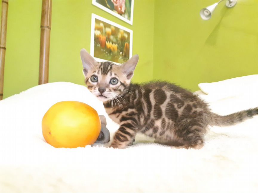 Бенгальские котята с полным пакетом документов