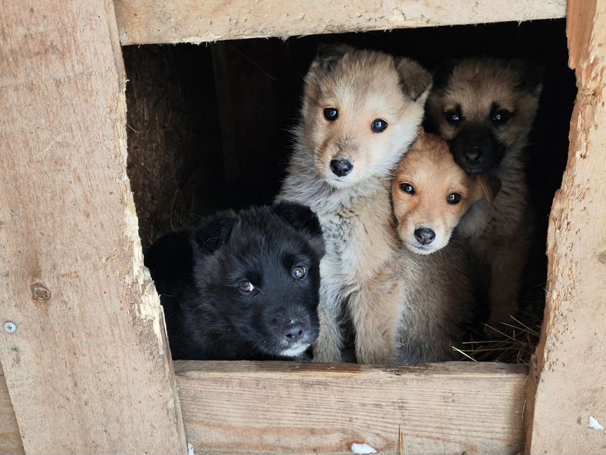 Щенки