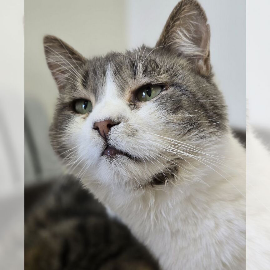 Взрослый кот в добрые руки