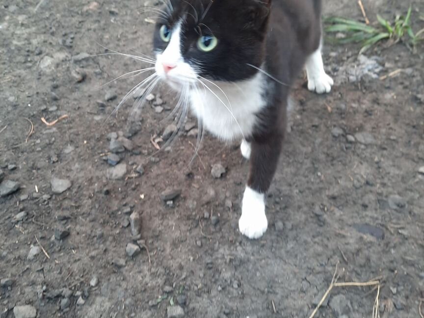 Котик бесплатно
