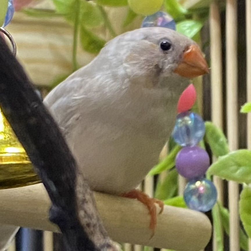 Зебровые амадины