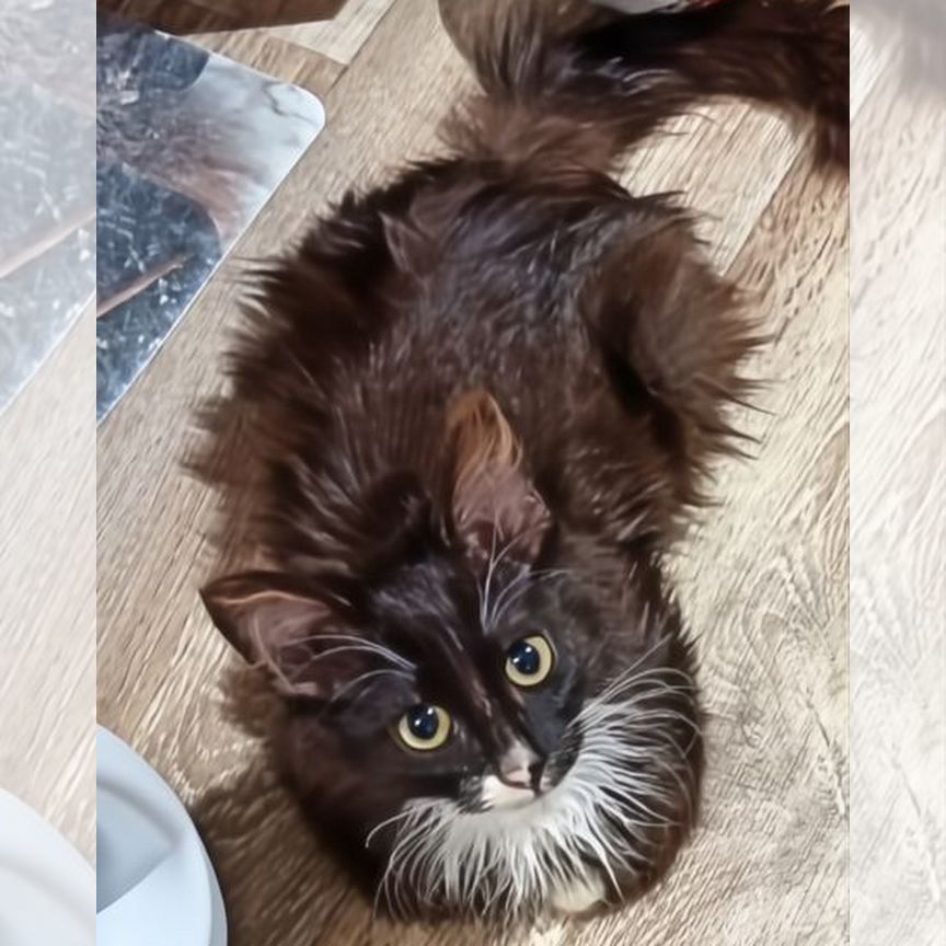 Котёнок в добрые руки