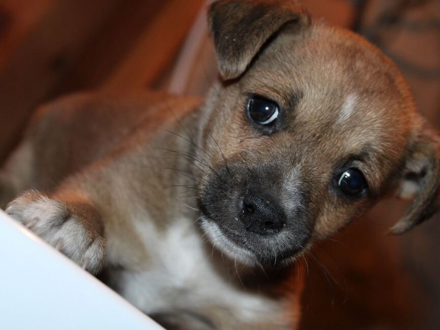 Собака в добрые руки щенок девочка