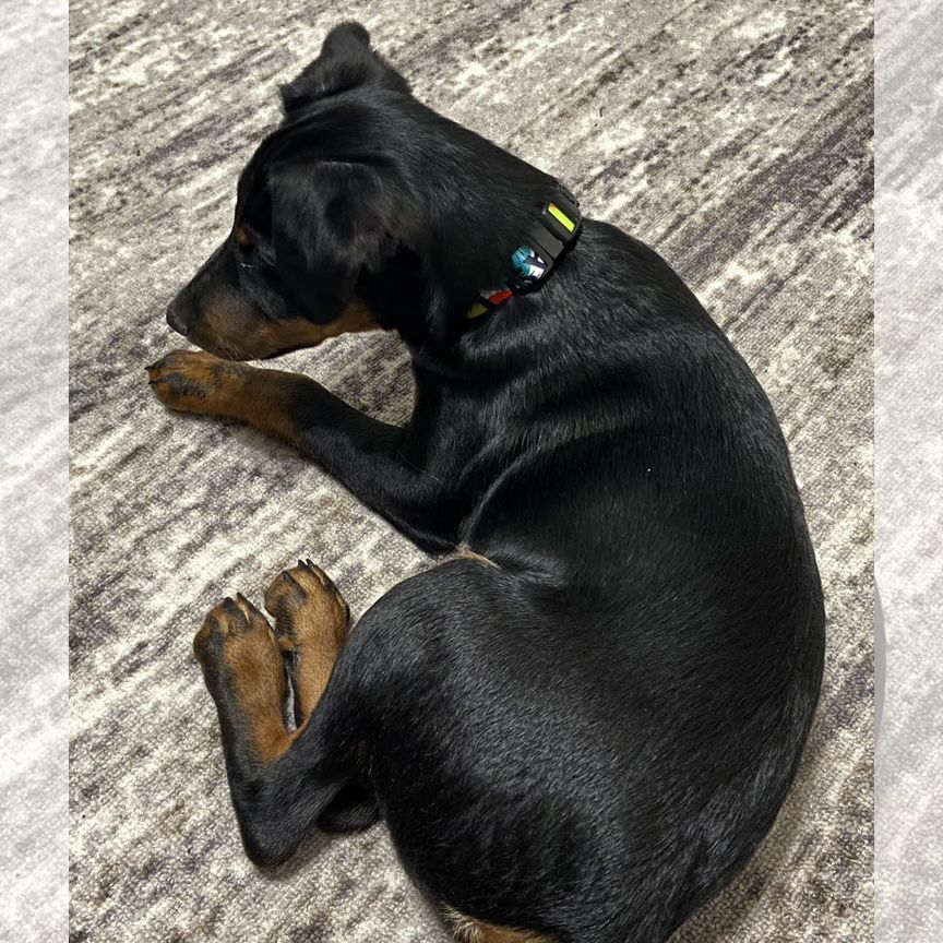 Доберман, щенок