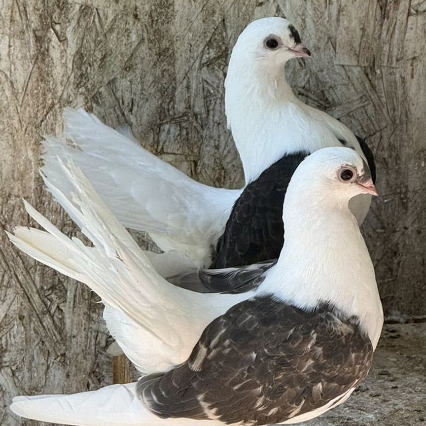 Голуби Ростовские чилики