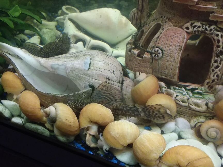 Ампулярии взрослые