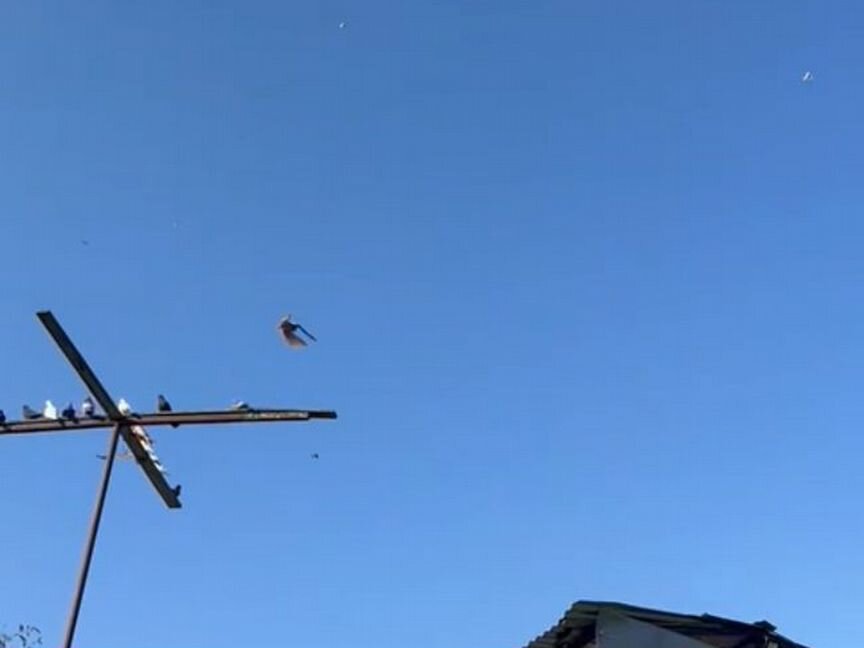 Бакинские голуби