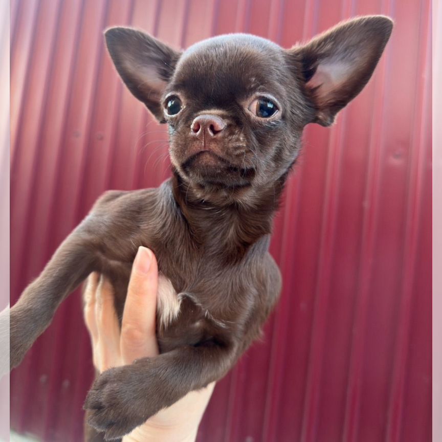 Чихуахуа, щенок