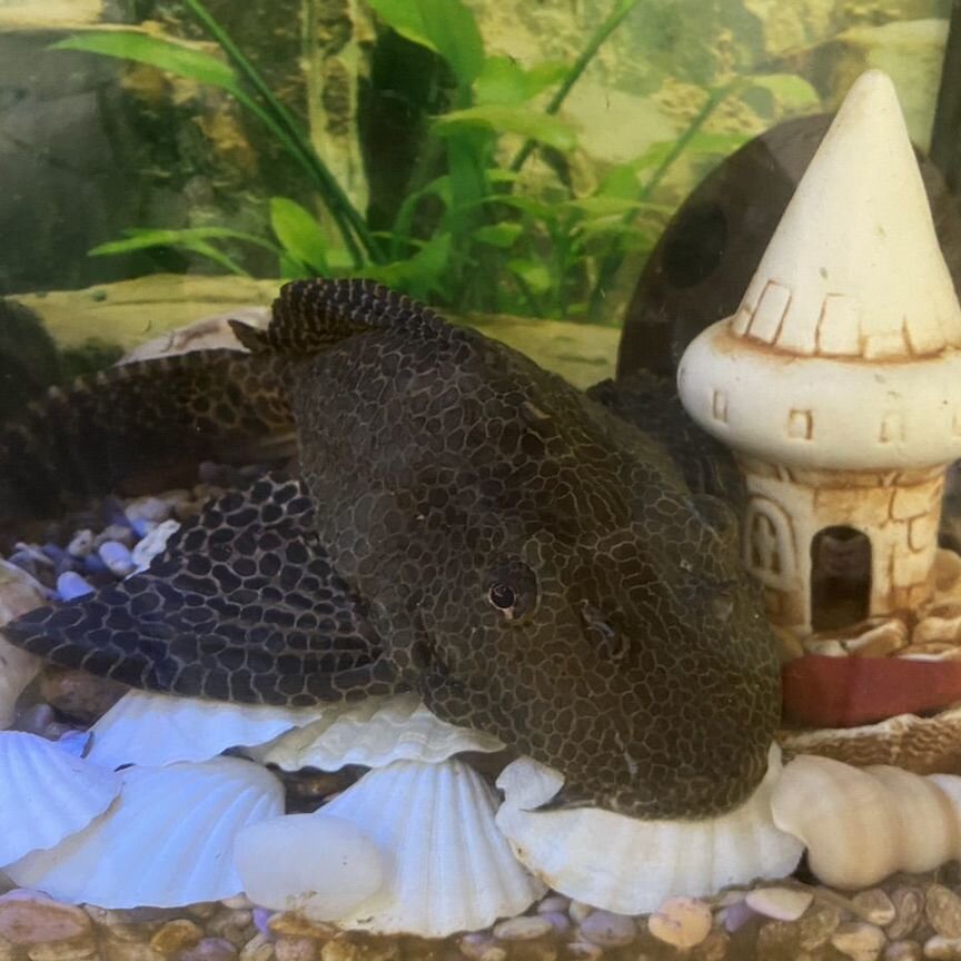 Сом птеригоплихт