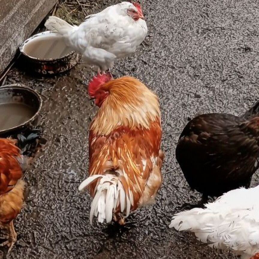 Петухи 9 месяцев