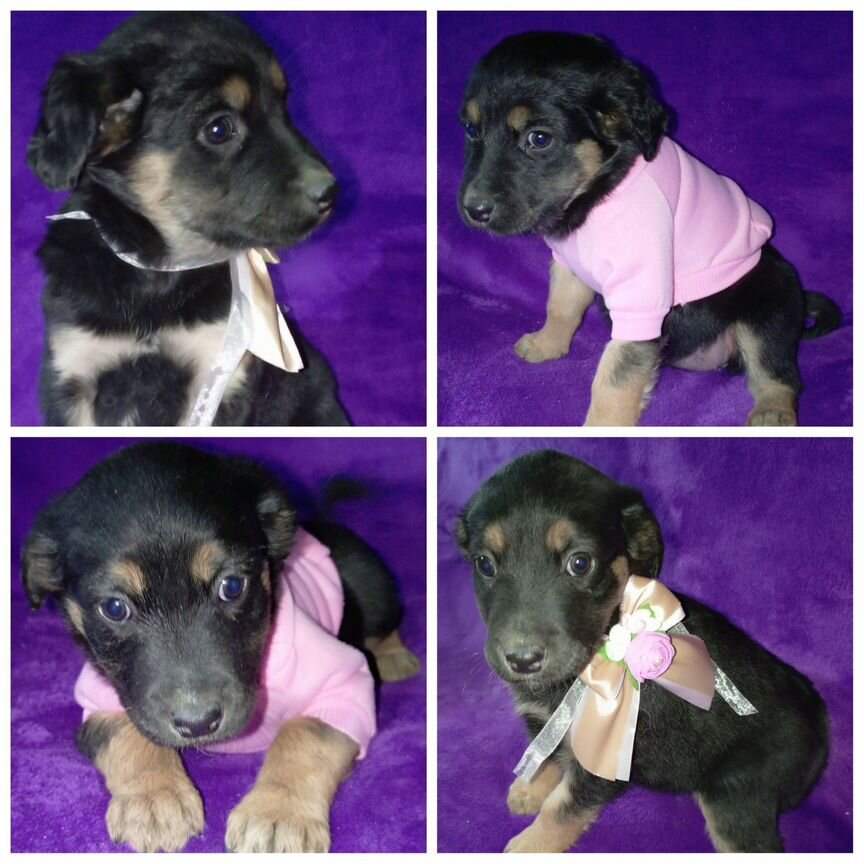 Щенок в добрые руки