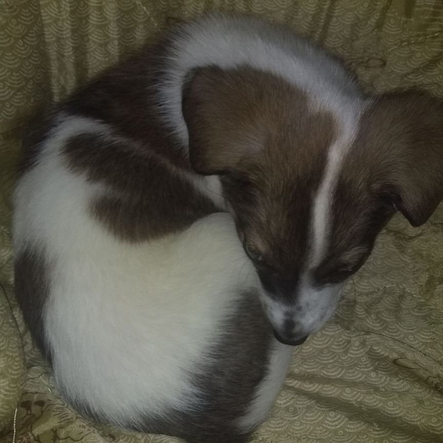 Домашние животные собаки щенок бесплатно