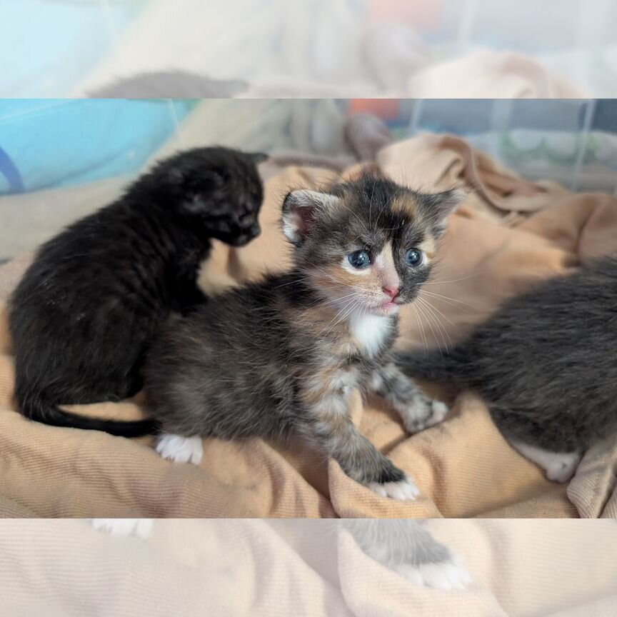 Котёнок в добрые руки