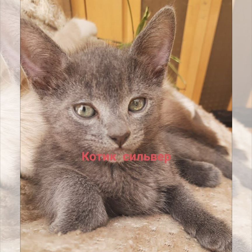 Породистые котики