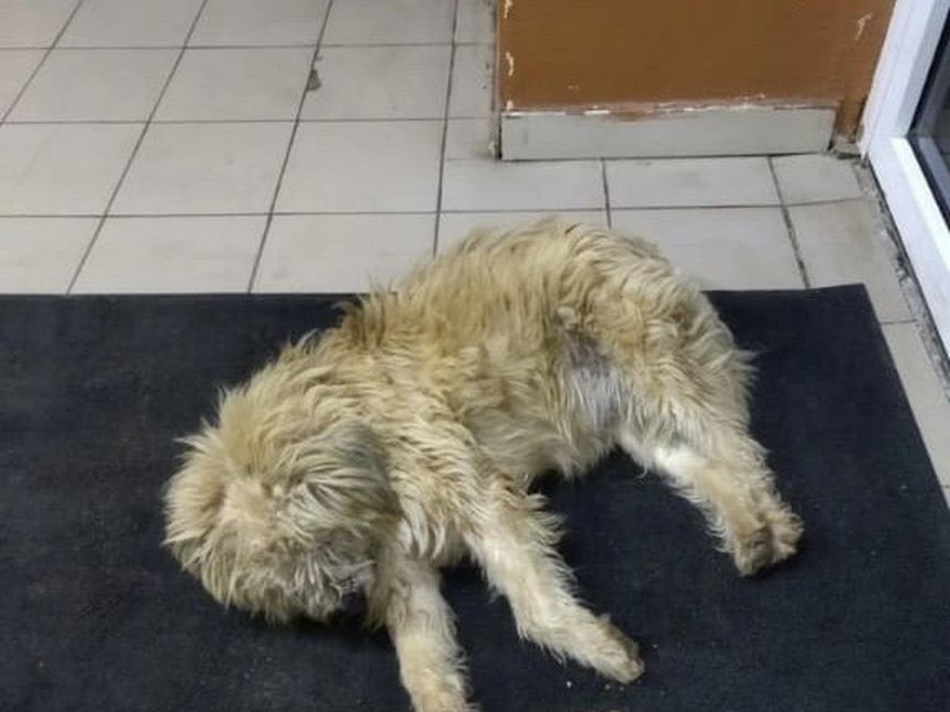 Собака погибает в добрые руки