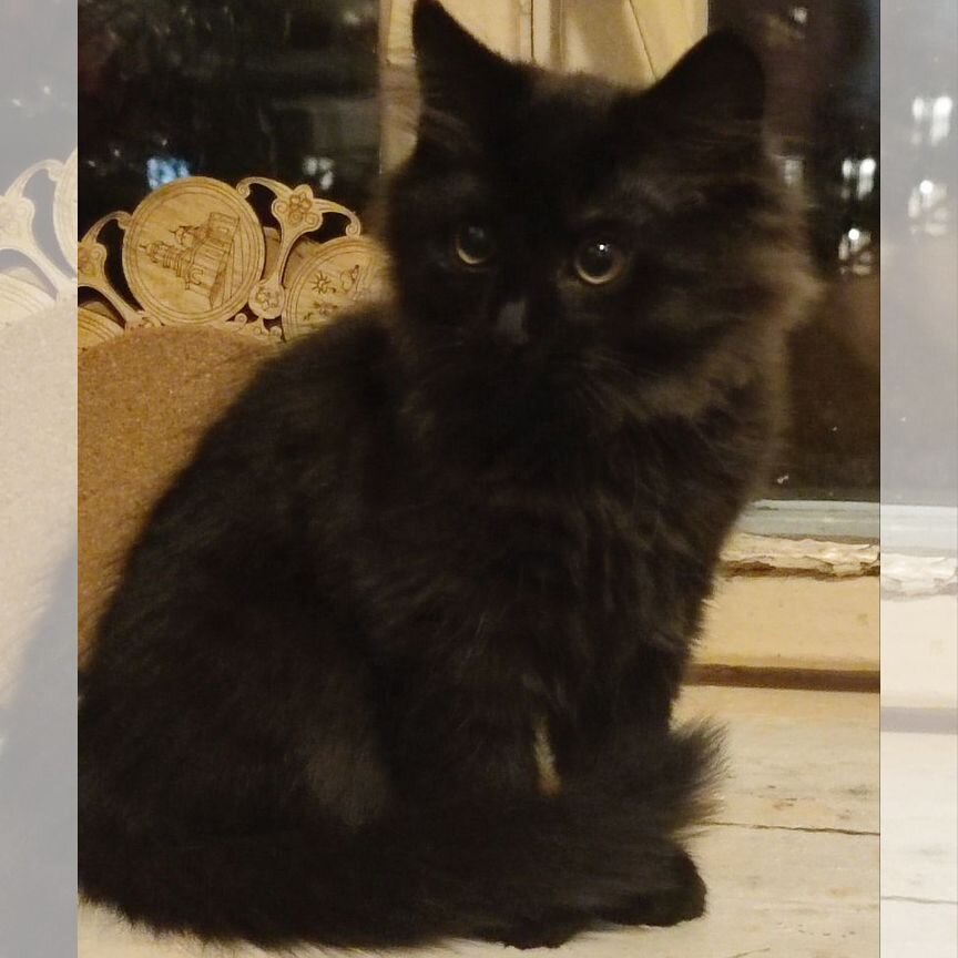 Отдаю котенка бесплатно