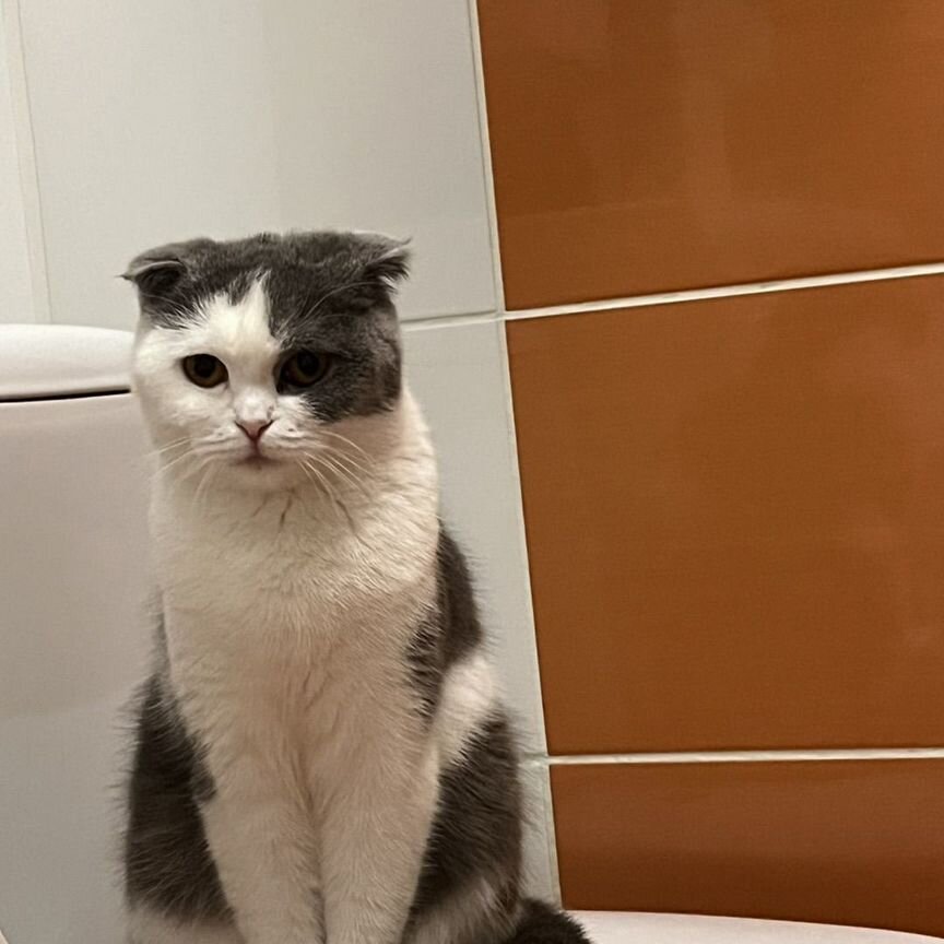 Британская вислоухая кошк