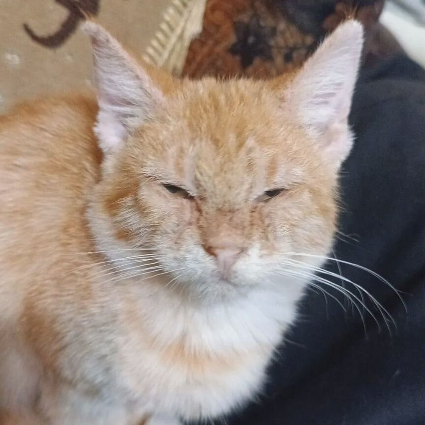 Отдам в добрые руки кота