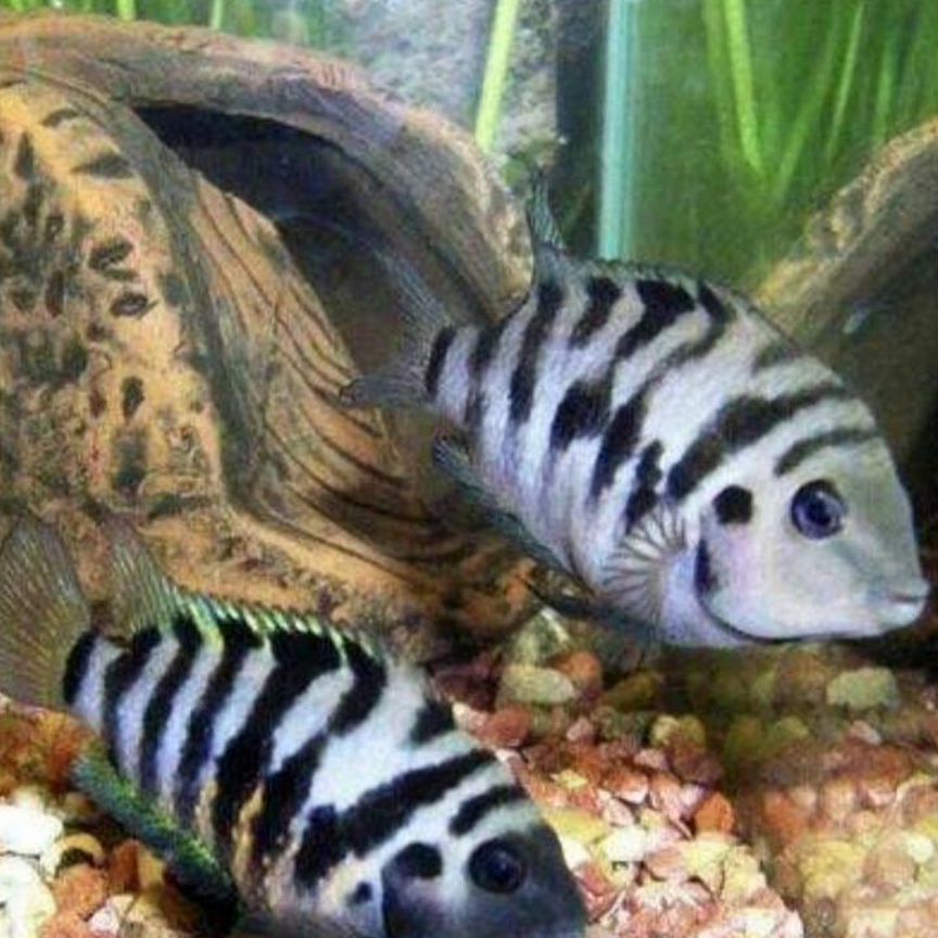 Цихлозома чернополосая или сапфировый попугай