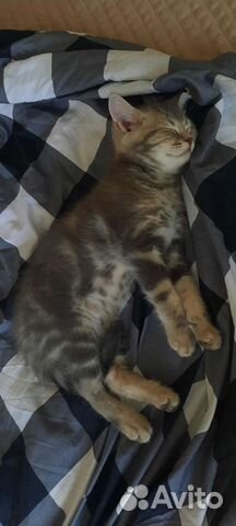 Котёнок