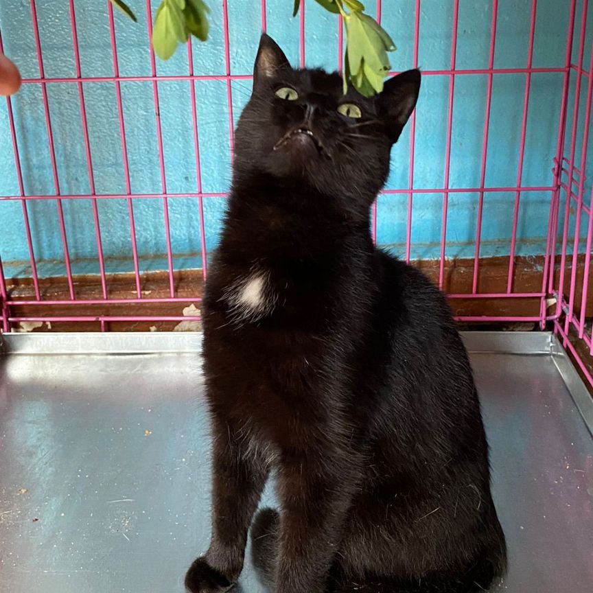 Кот в добрые руки