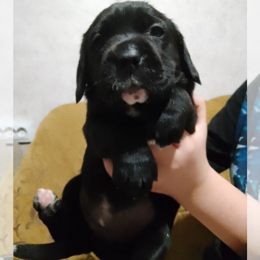 Отдам в добрые руки лабрадора