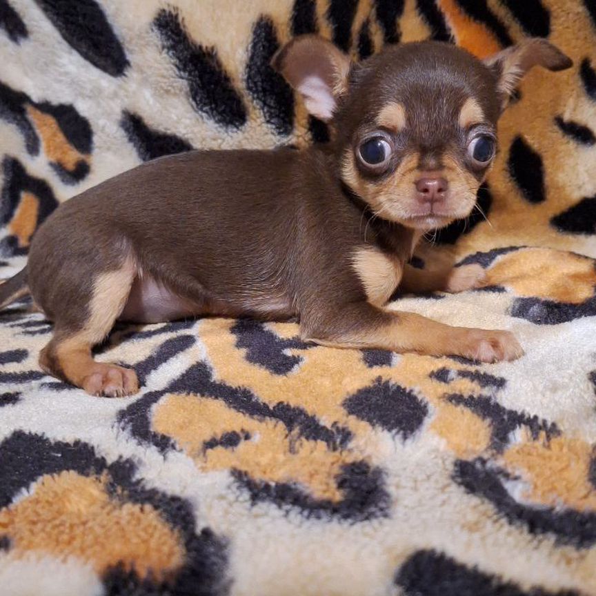 Чихуахуа, щенок