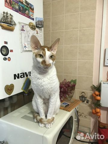 Корниш-рекс