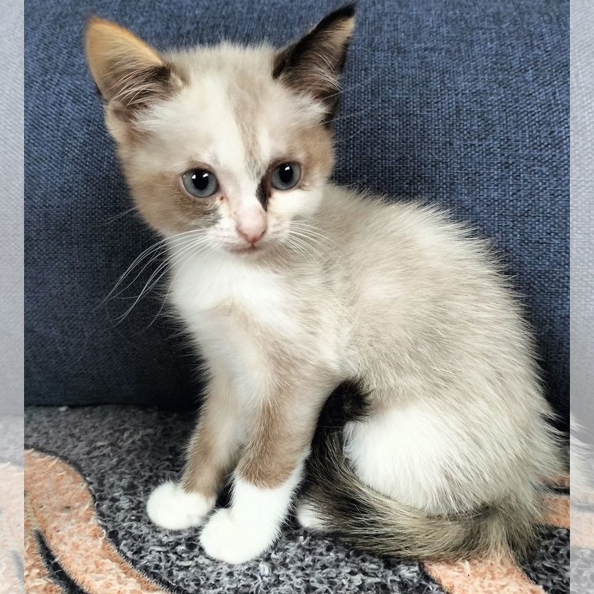 Котёнок от частного владельца