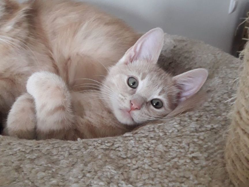Котенок