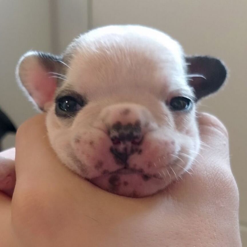 Французский бульдог, щенок