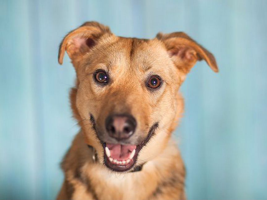 В добрые руки