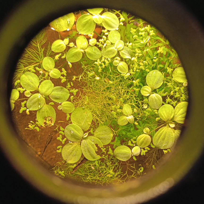 Пистия роголистник риччия растение для аквариума