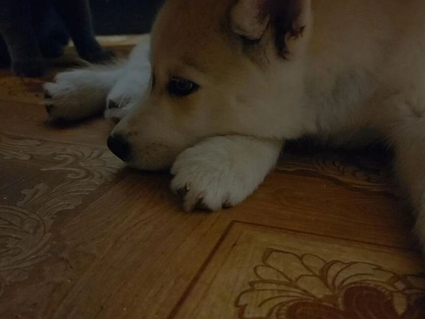 Хаски