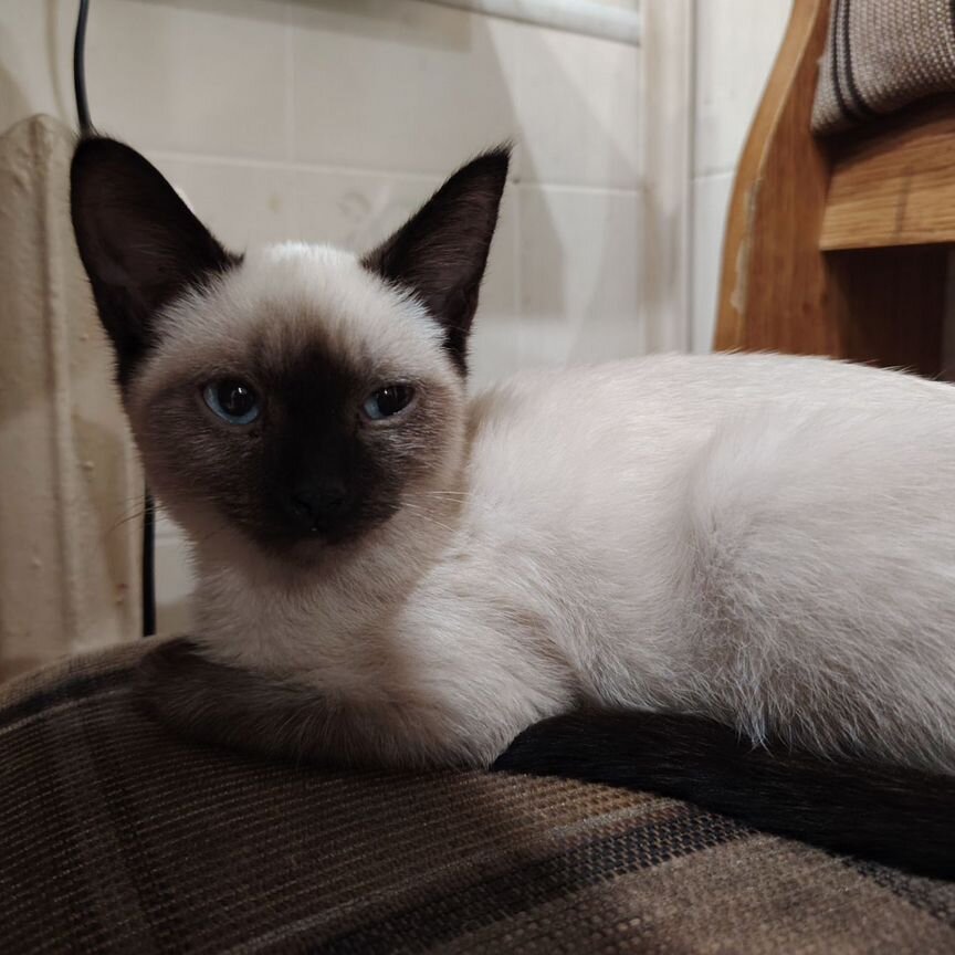 Сиамский котёнок