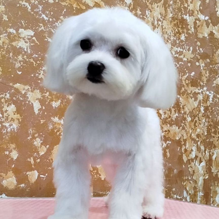 Мальтийская болонка, взрослая собака